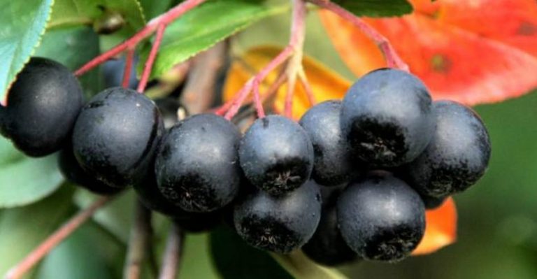 Aronya Meyve Yetiştiriciliği Kârlı Bir İş - Myfikirler.org